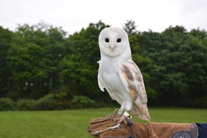 New Gift Experiences, Gift Ideas & Days Out - Buyagift